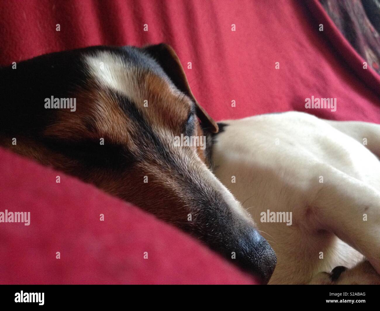 Sleeping jack russell hi-res stock photography and images - Alamy