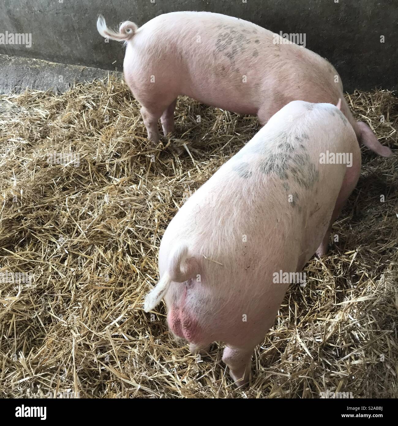 Pigs tail hi-res stock photography and images - Alamy