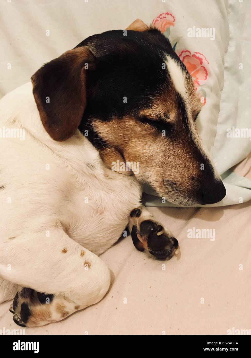 Sleeping Jack Russell Stock Photo - Alamy
