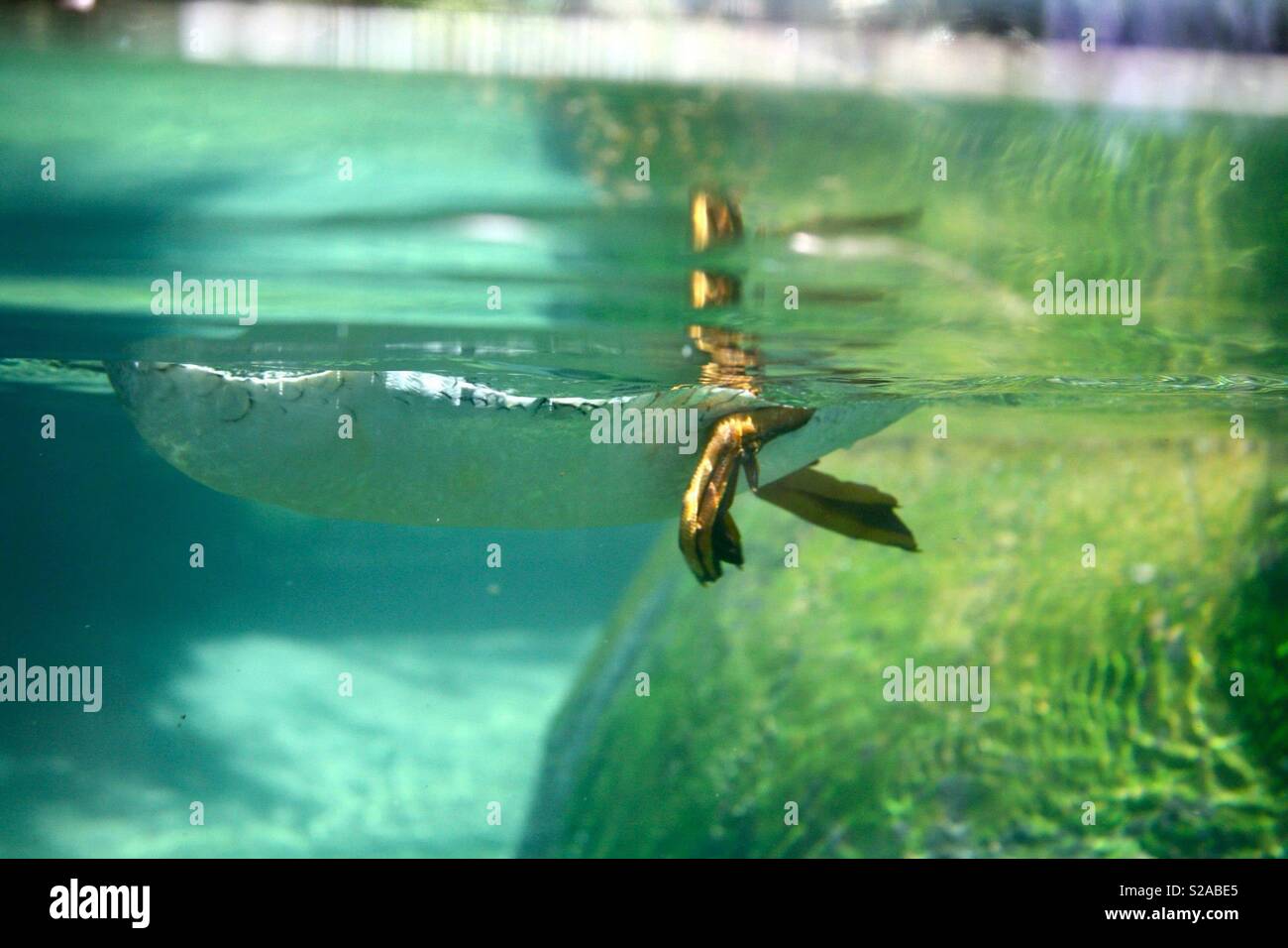 Duck under water Stock Photo - Alamy