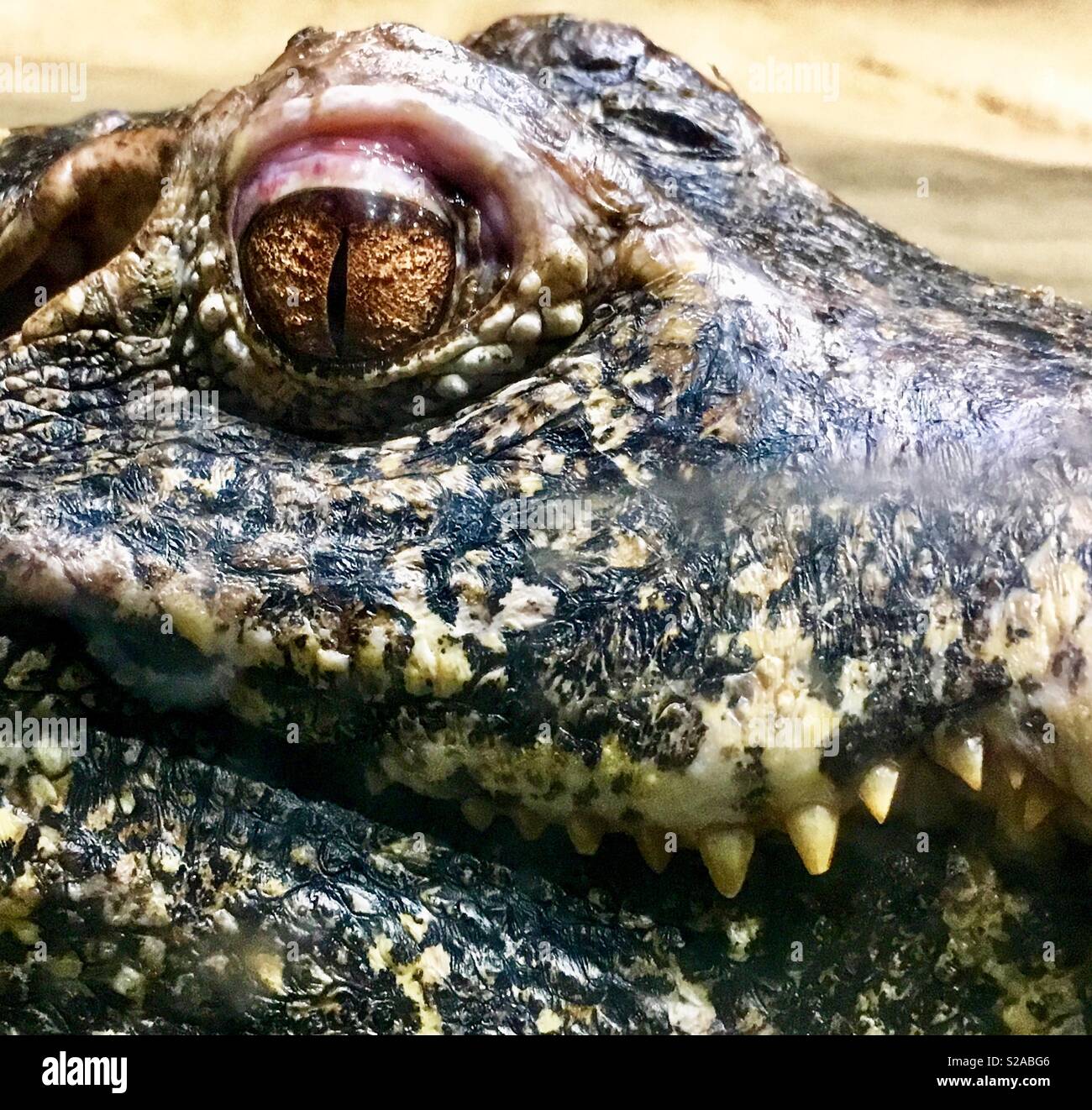 Eye of Couvier’s dwarf caiman Stock Photo - Alamy
