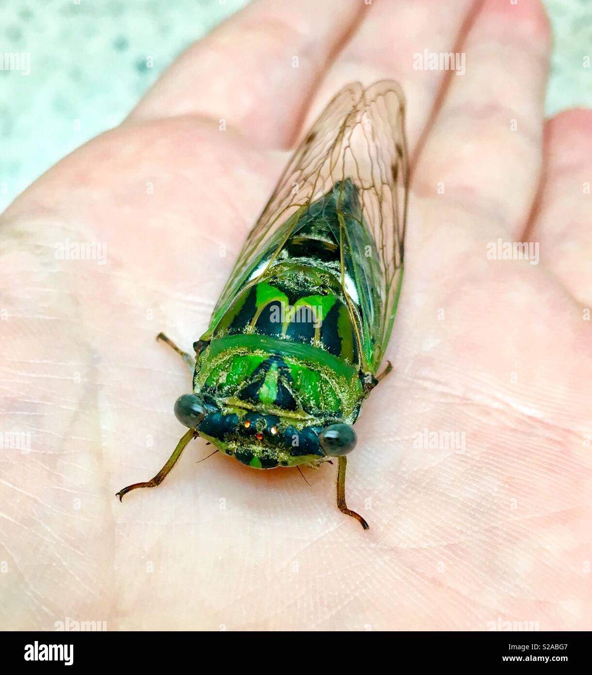 Giant cicada hi-res stock photography and images - Alamy