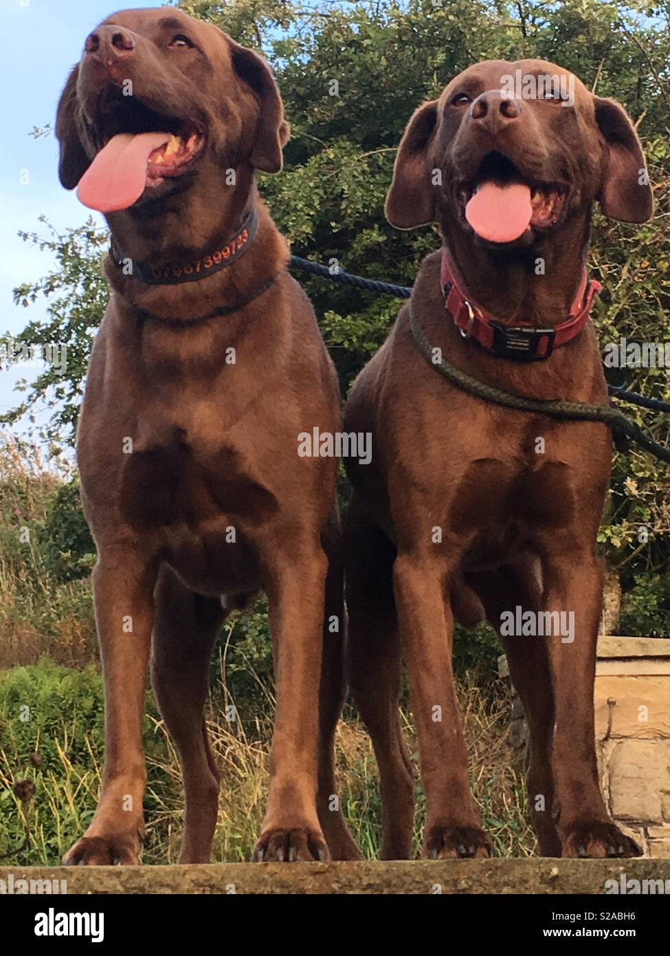 Labrador crossed with Spanish hunting dog -dog brothers Stock Photo - Alamy