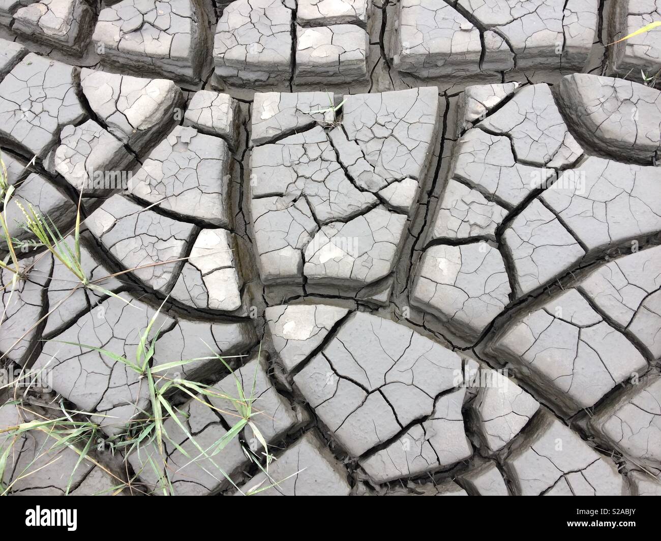 Life in dryness Stock Photo - Alamy