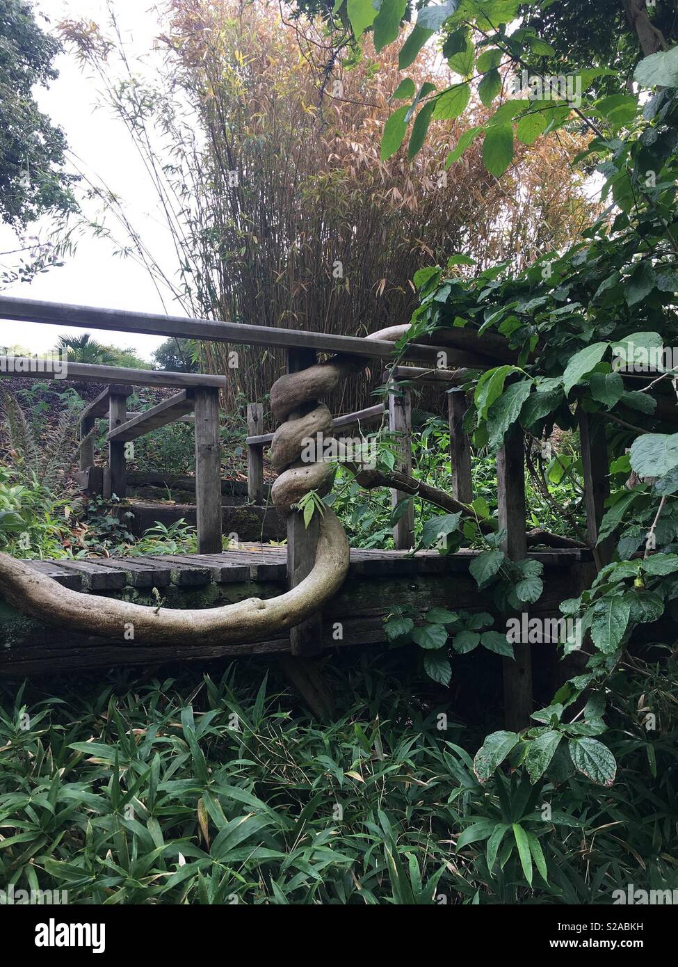 Tree that has grown around a bridge in the Isle of Wight Stock Photo ...
