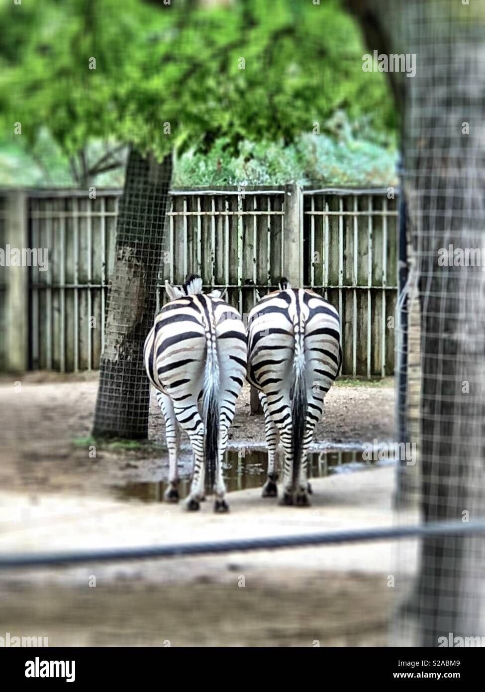 Zebra stripes hi-res stock photography and images - Alamy
