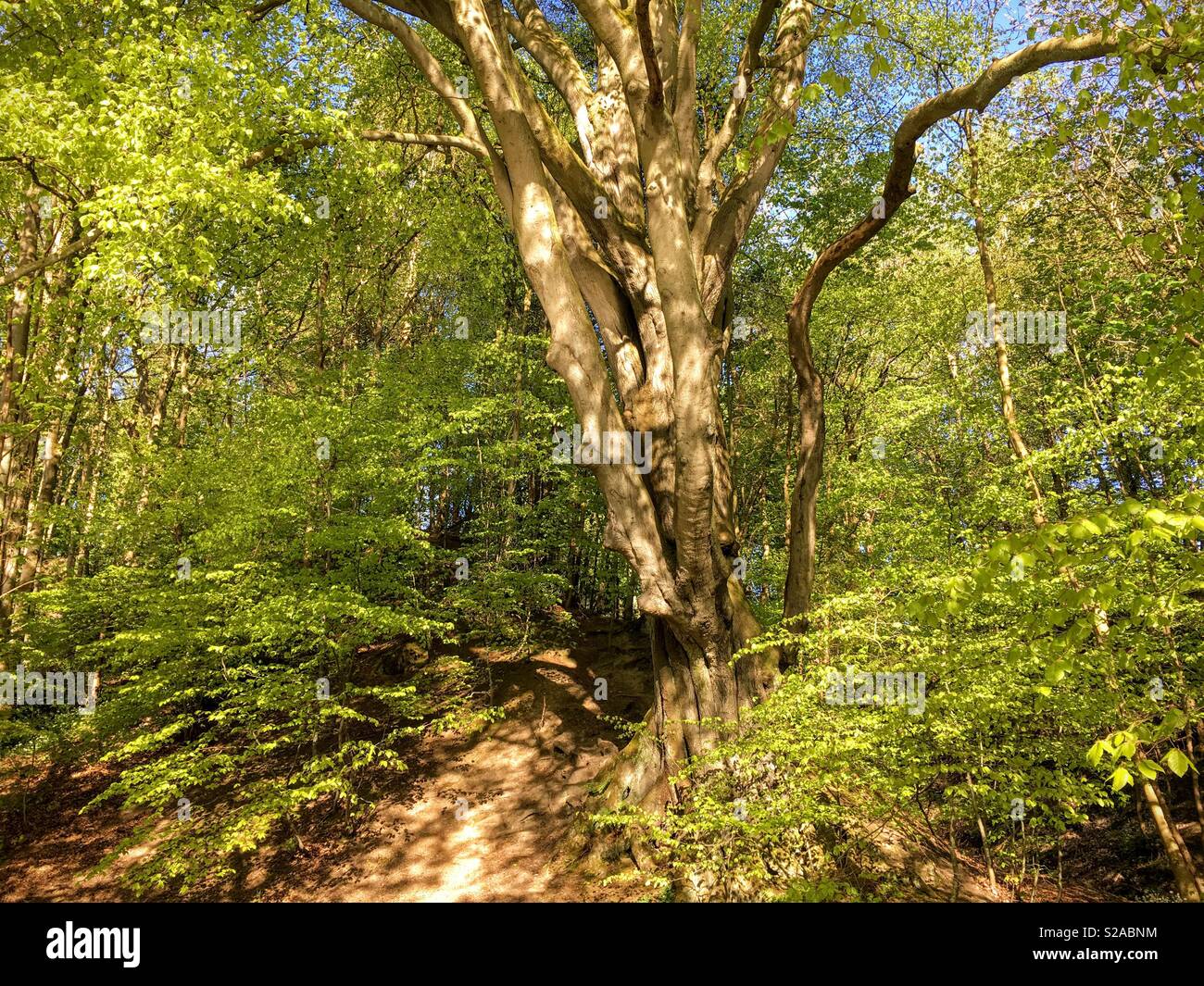 Hitting the tree hi-res stock photography and images - Alamy
