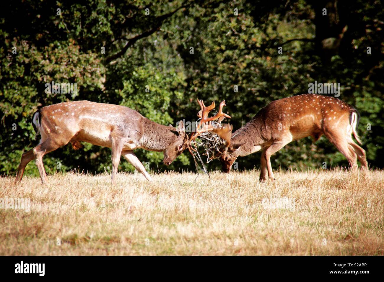 Battle of strength between two stag deer Stock Photo - Alamy