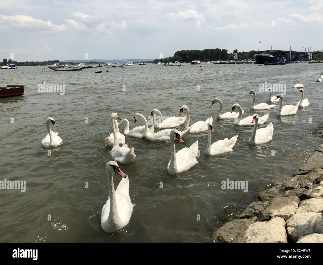 Line up ducks hi-res stock photography and images - Alamy