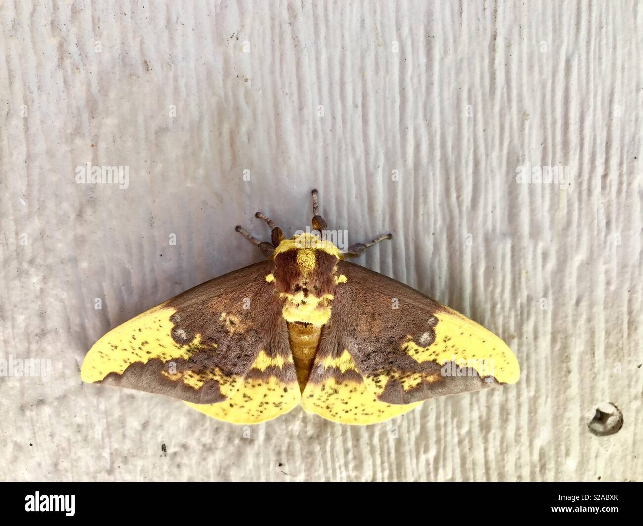 Imperial moth resting hi-res stock photography and images - Alamy