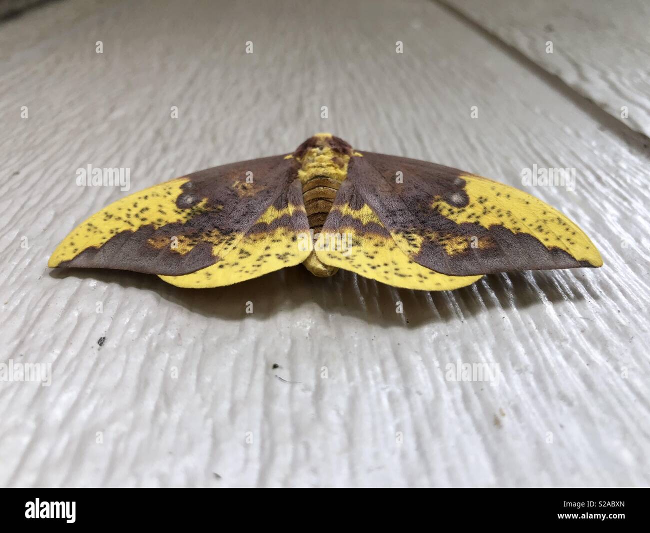 Brown and yellow imperial moth hi-res stock photography and images - Alamy