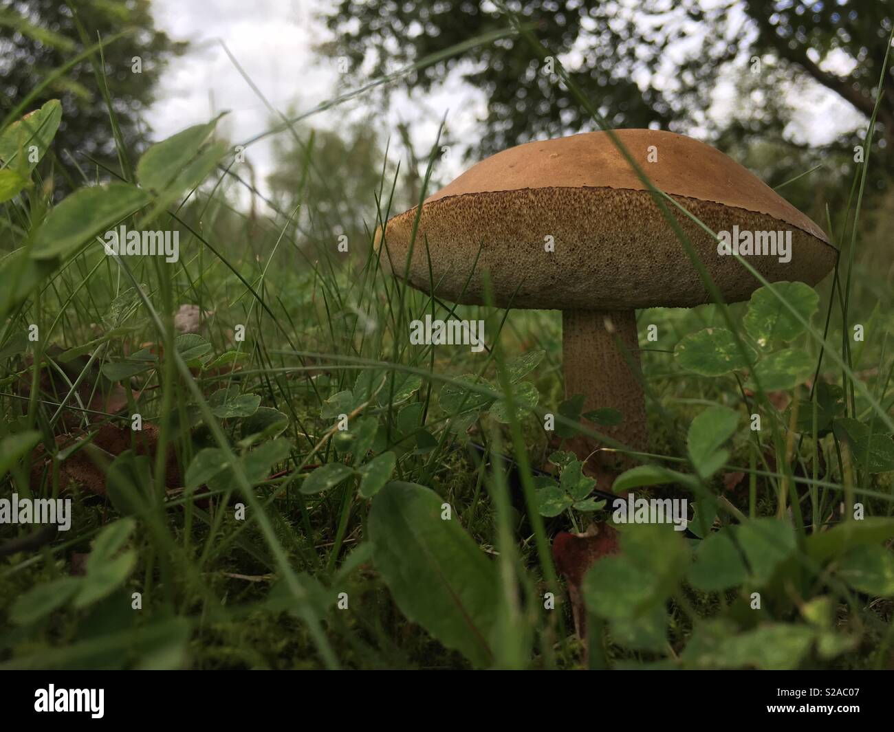 Mushroom close hi-res stock photography and images - Alamy