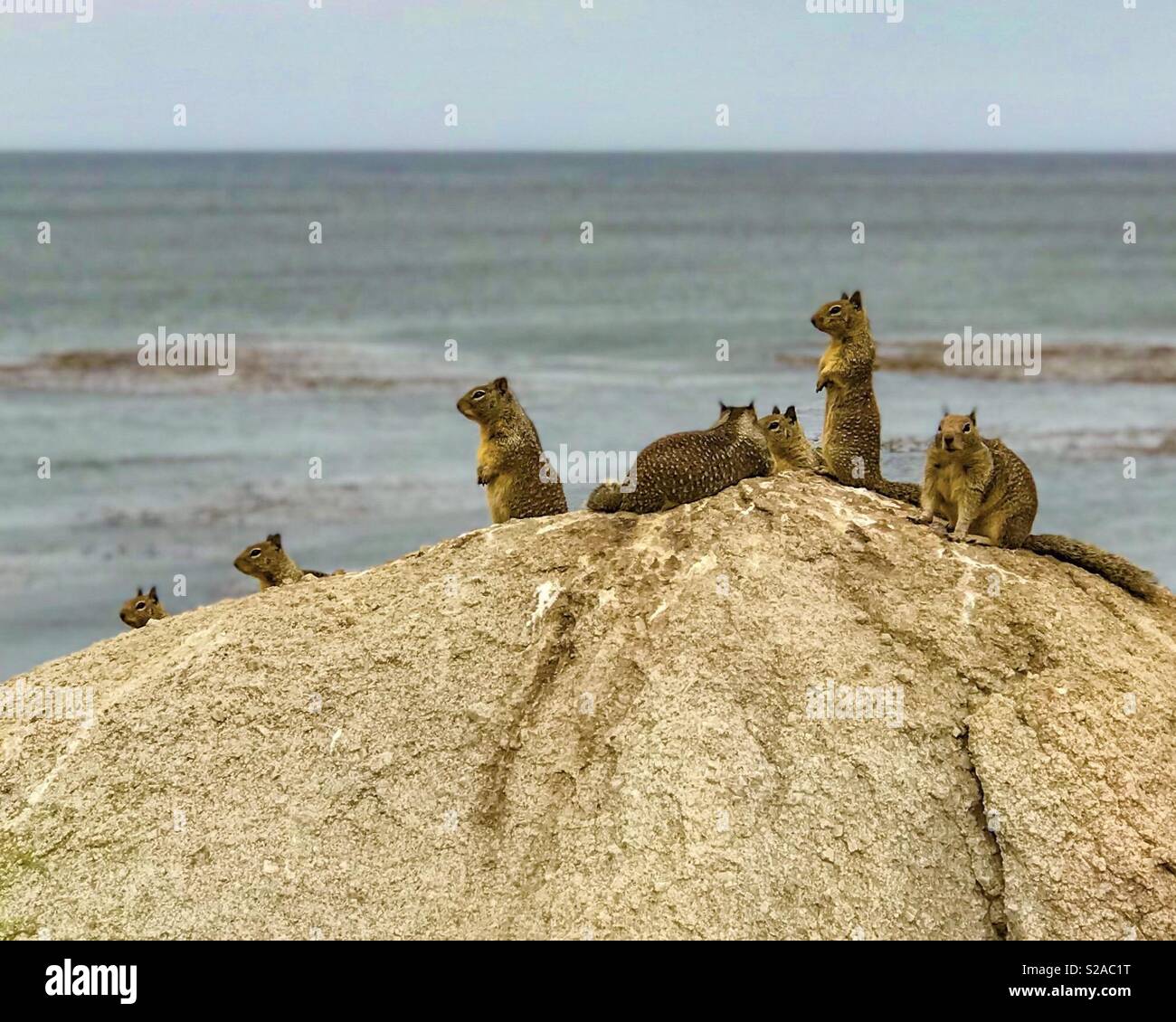 Beach squirrels hi-res stock photography and images - Alamy