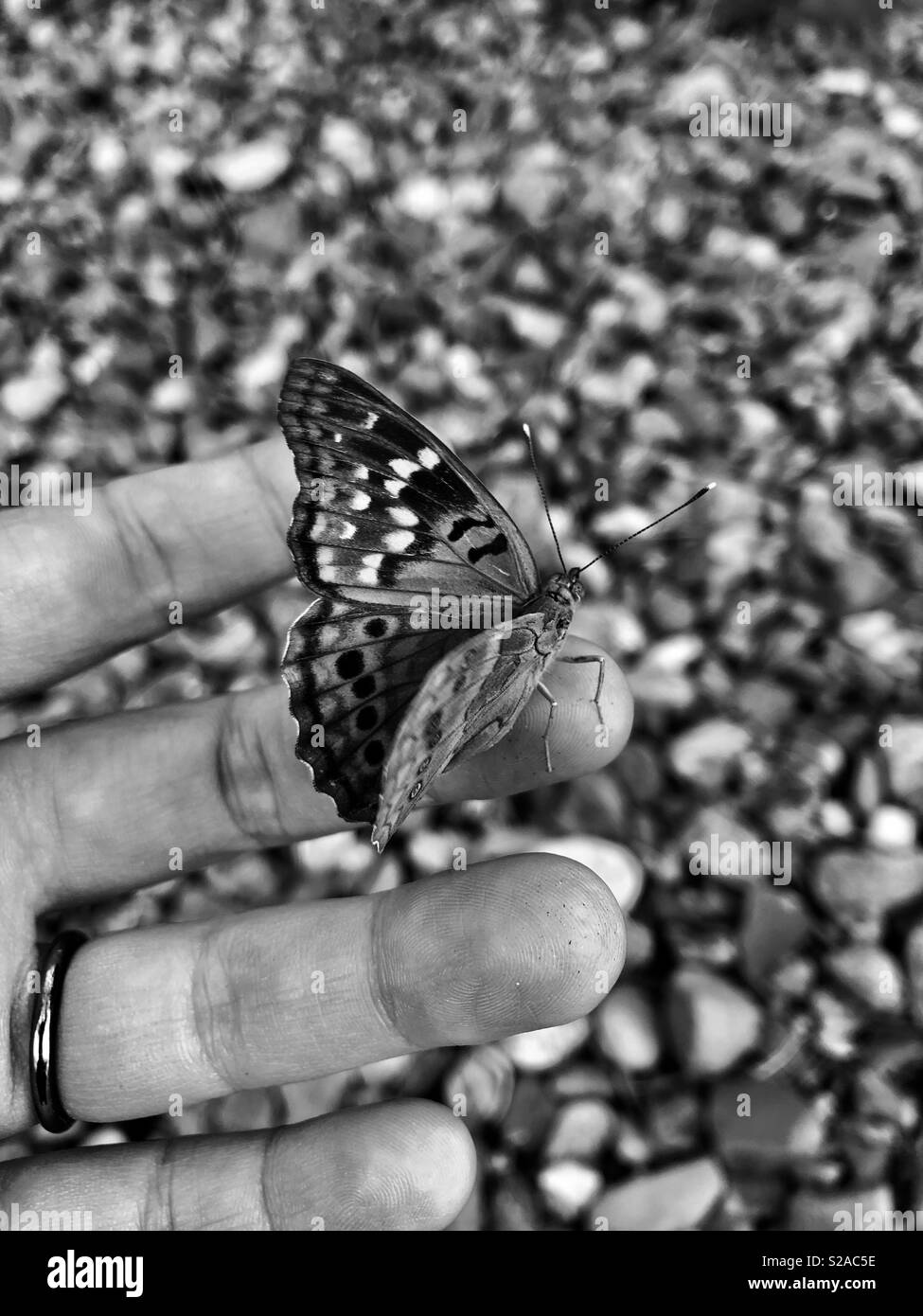 Butterfly broken wing High Resolution Stock Photography and Images - Alamy