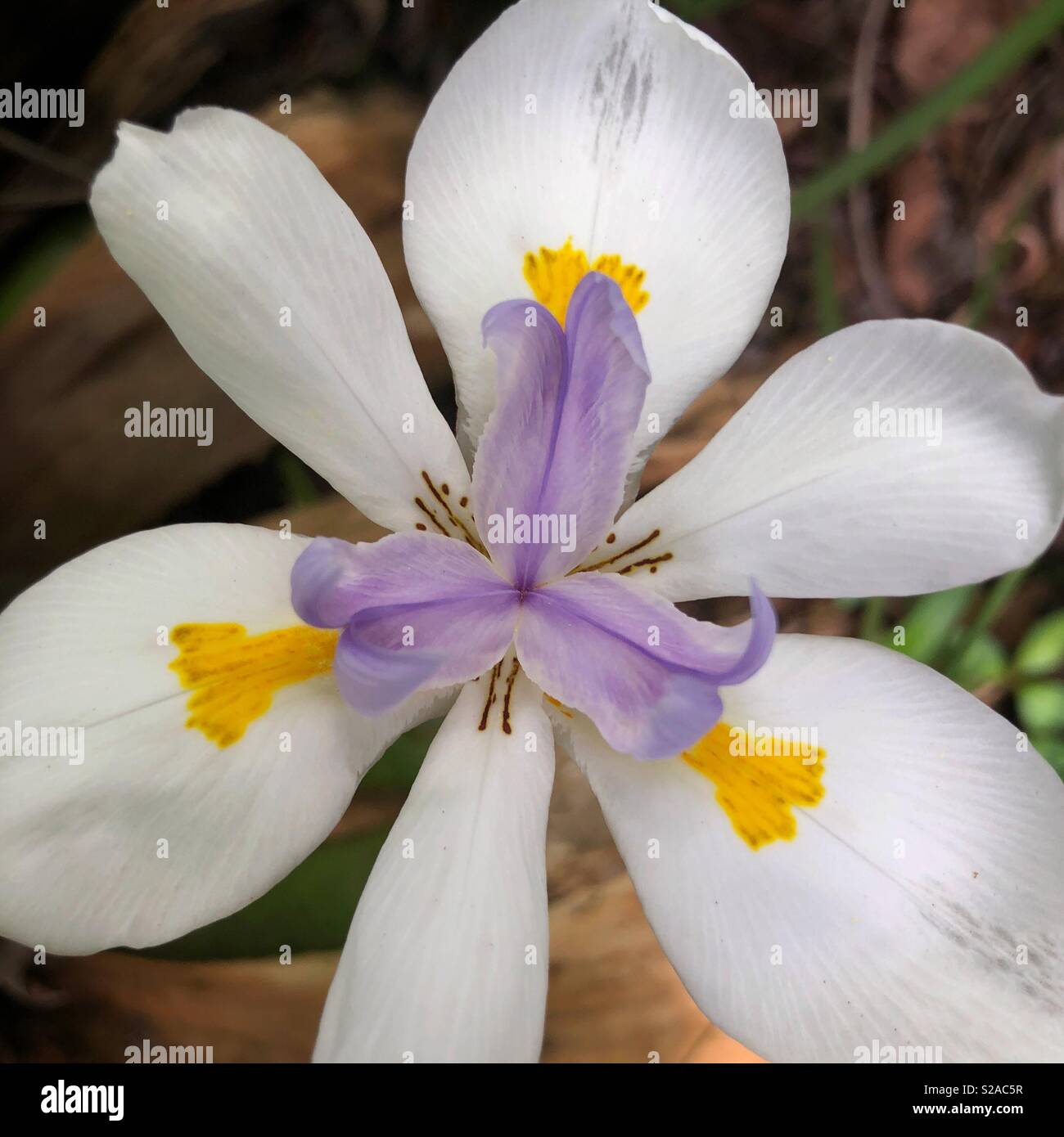 Fortnight Lily (Dietes iridioides Stock Photo - Alamy