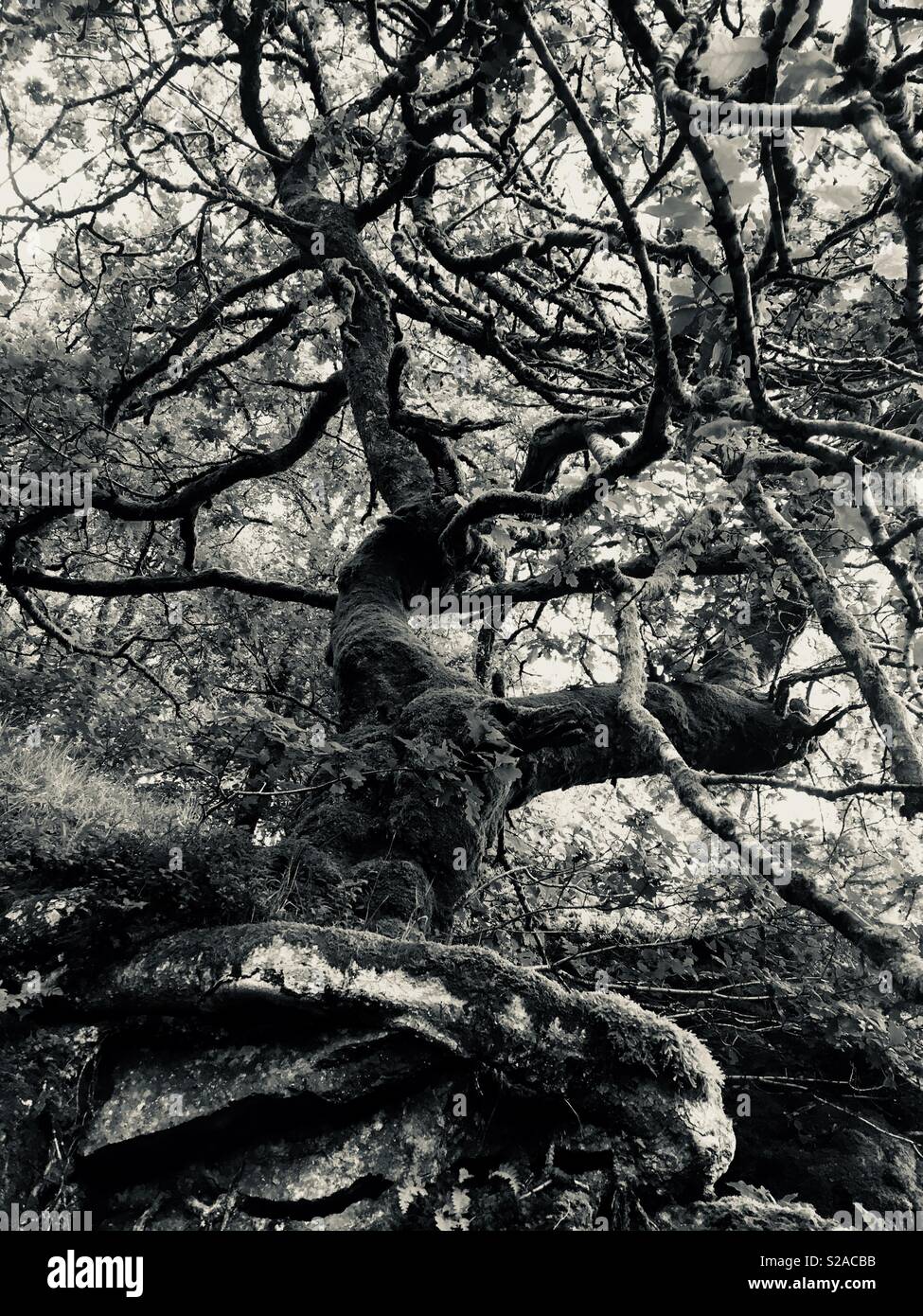 Gnarled tree branches hi-res stock photography and images - Alamy