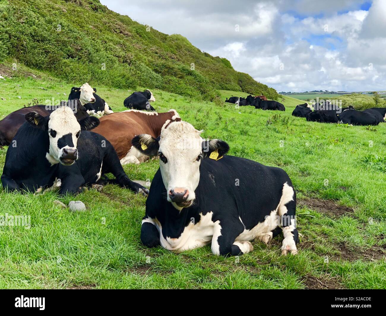 Cows at rest hi-res stock photography and images - Alamy