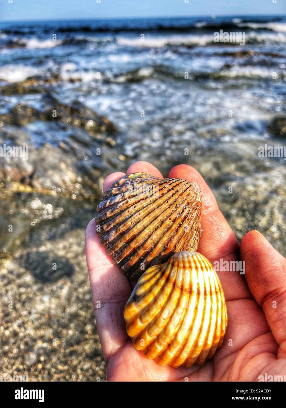 Two seashells in a hand Stock Photo - Alamy