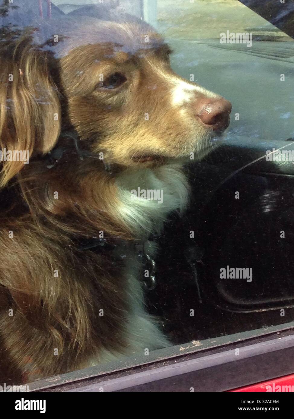 Waiting patiently for his master Stock Photo - Alamy