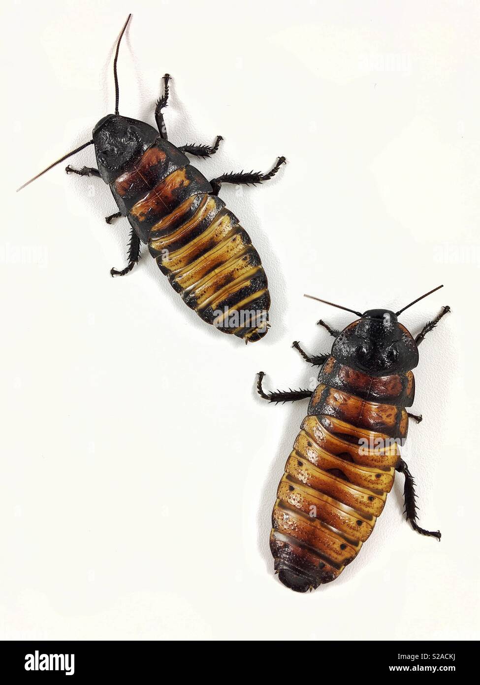 Hissing madagascar cockroach hi-res stock photography and images - Alamy