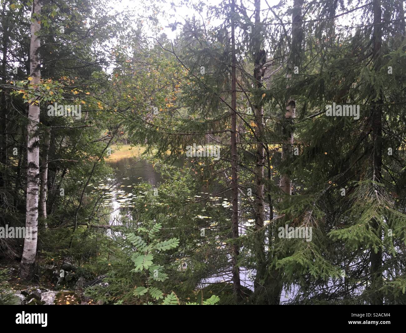 Lake behind trees hi-res stock photography and images - Alamy