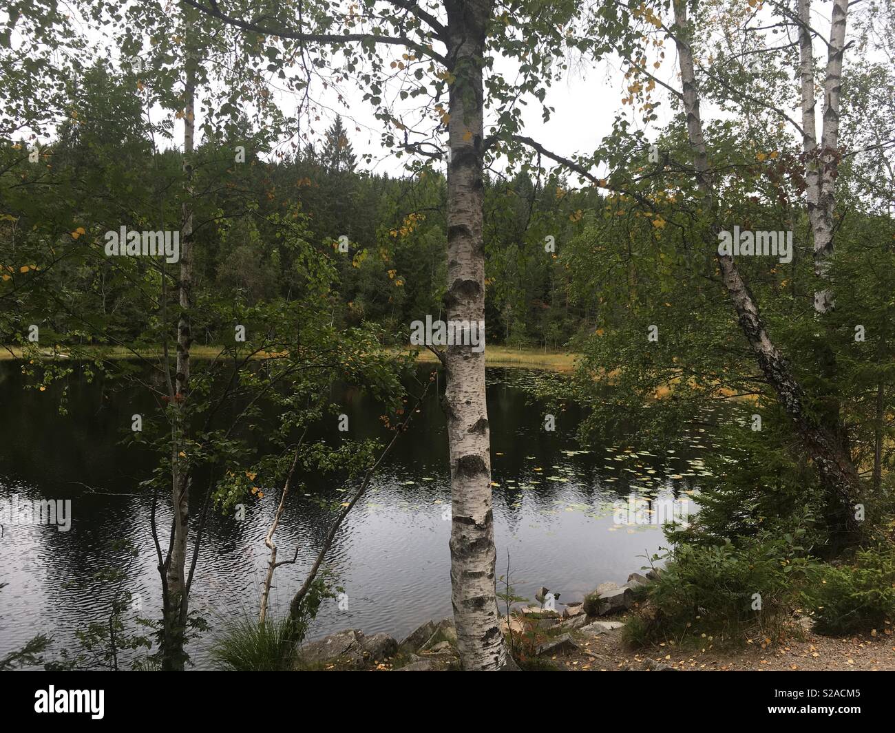 Lake behind trees Stock Photo - Alamy