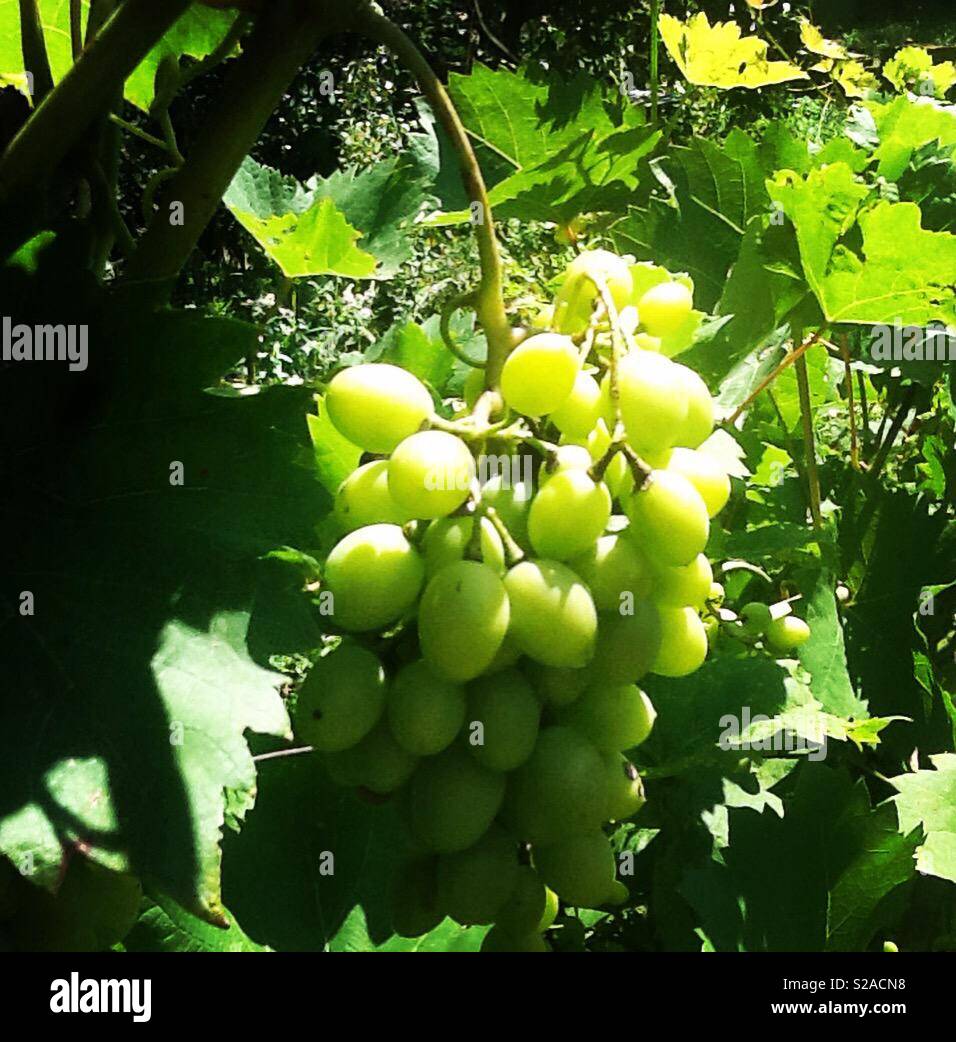Grapes eating hi-res stock photography and images - Alamy