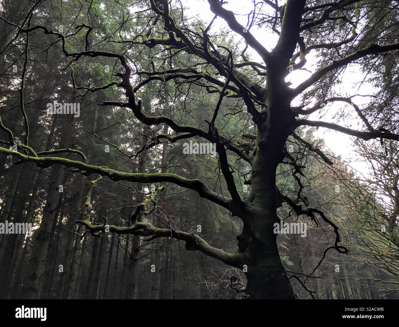 Spooky tree hi-res stock photography and images - Alamy
