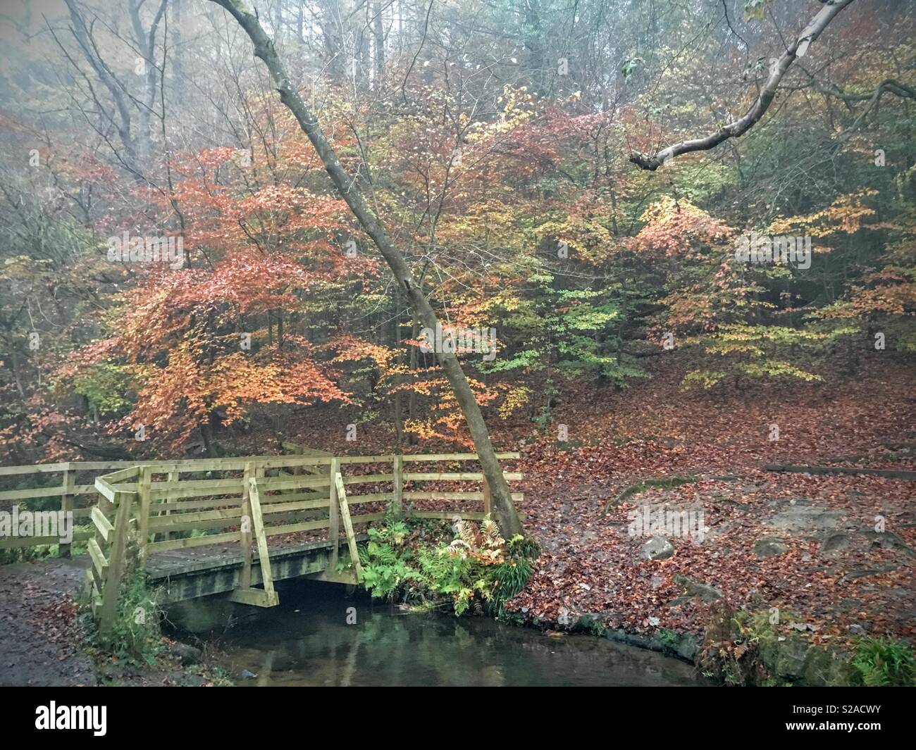 Bridge across the river within the misty forest Stock Photo - Alamy