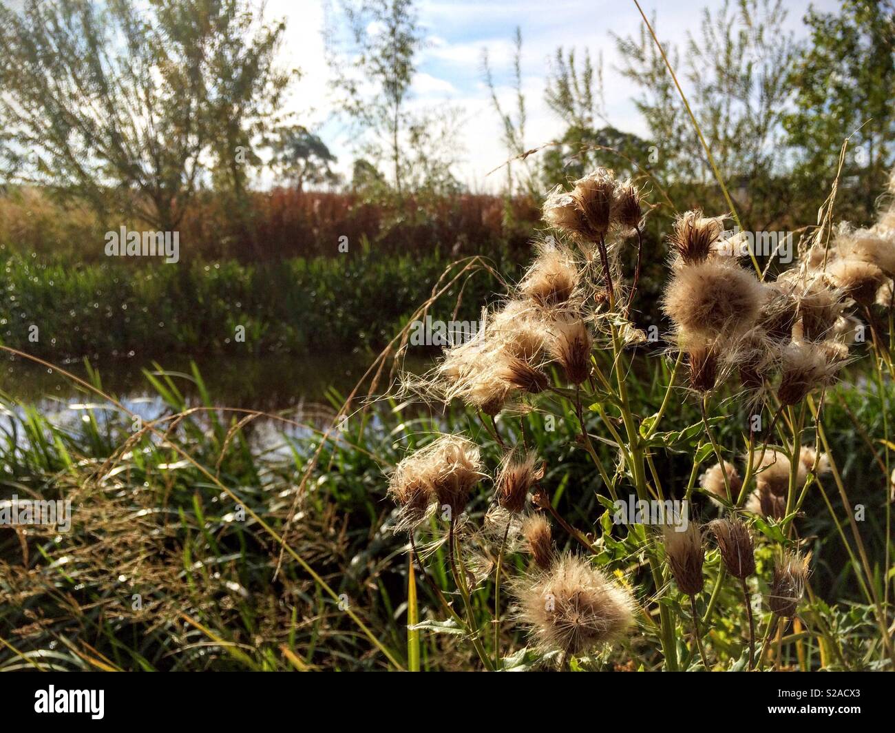 Canal plants hi-res stock photography and images - Alamy