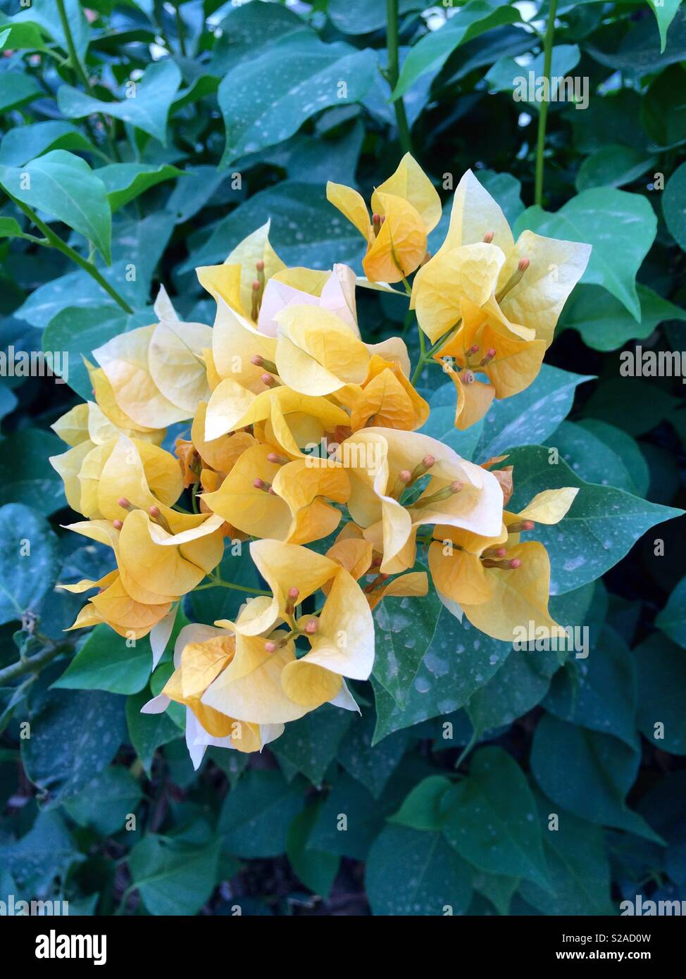Yellow Flowers of Aswan Stock Photo - Alamy