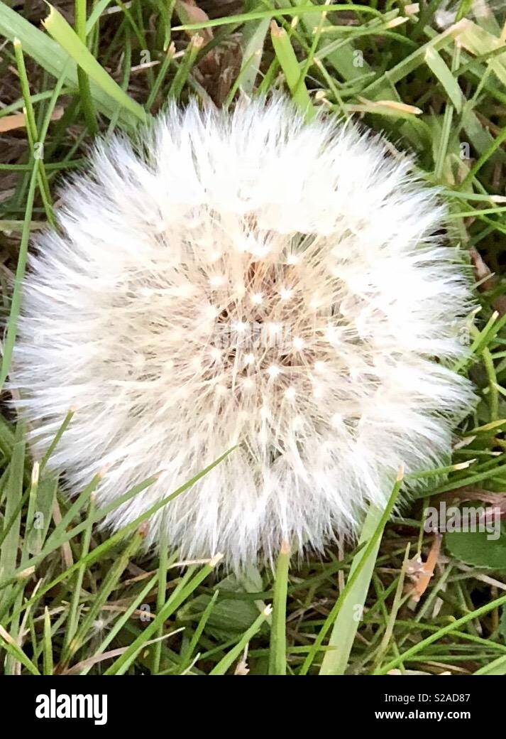 Dandelion fairy hi-res stock photography and images - Alamy