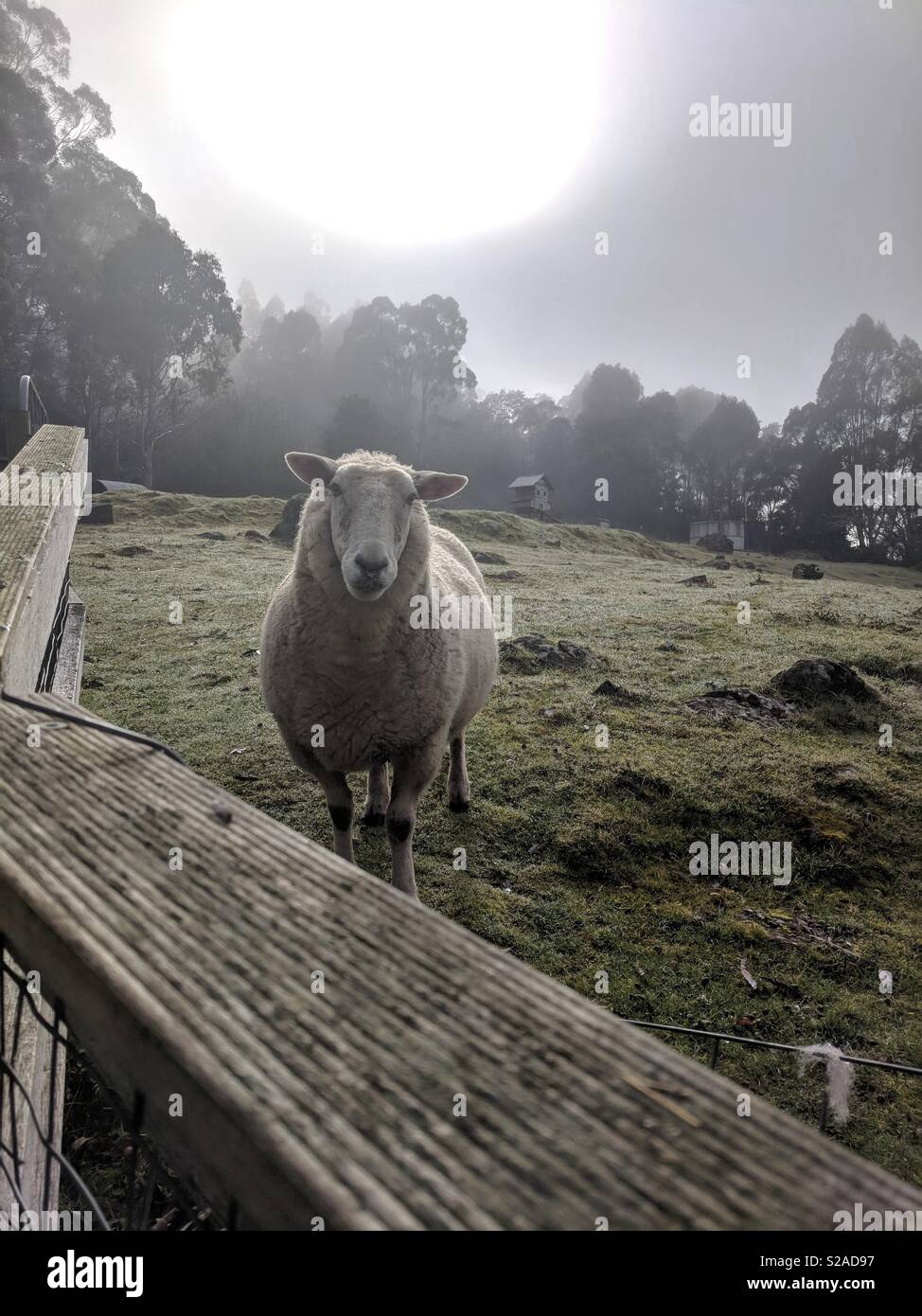 Sheep Mist High Resolution Stock Photography and Images - Alamy
