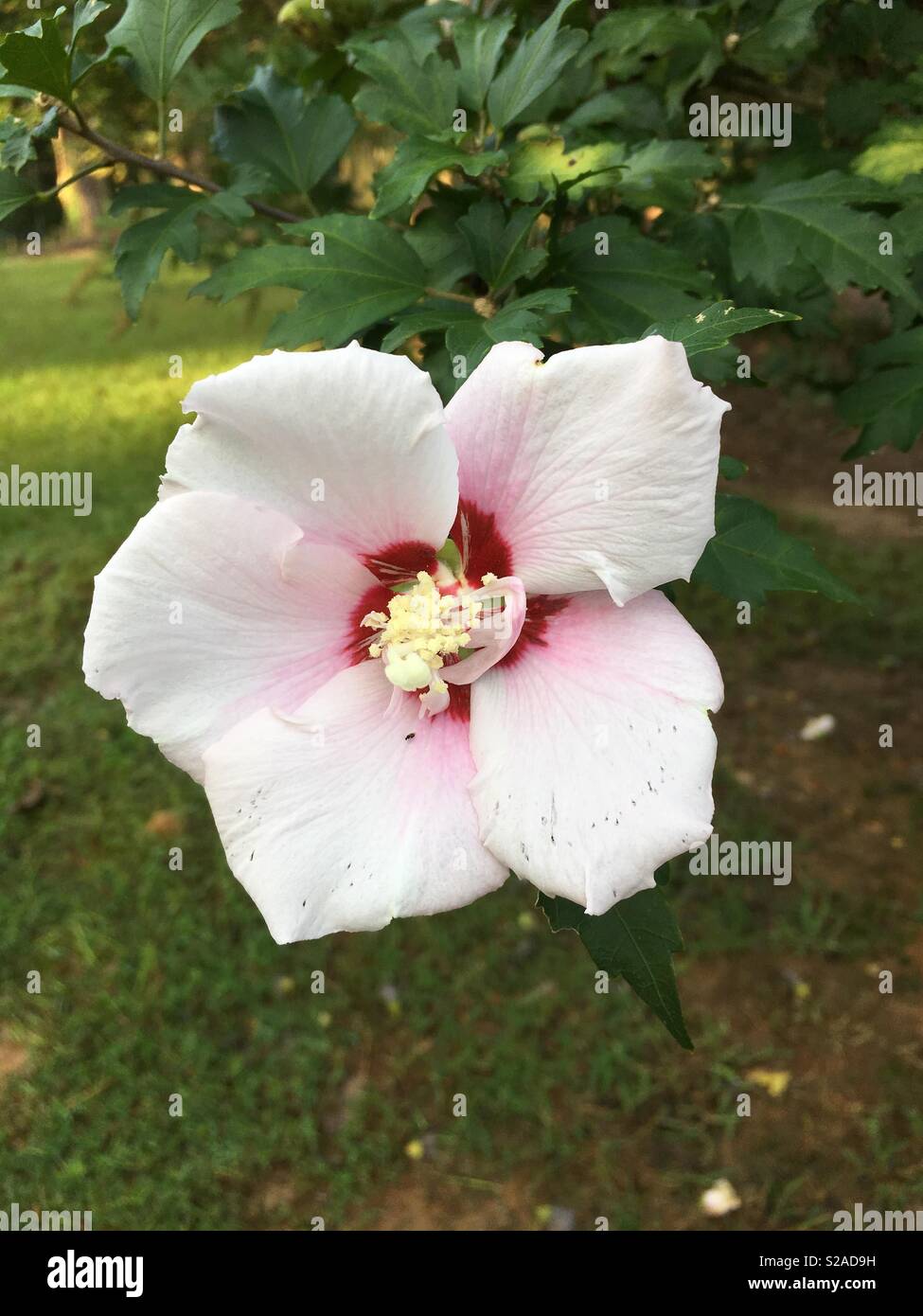 Rose rise hi-res stock photography and images - Alamy