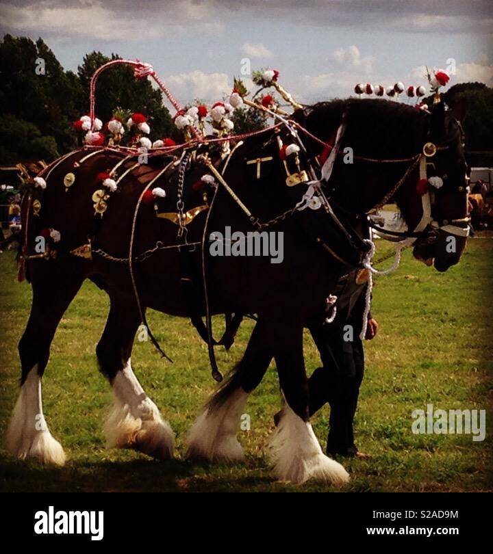 Grey shire horse hi-res stock photography and images - Alamy