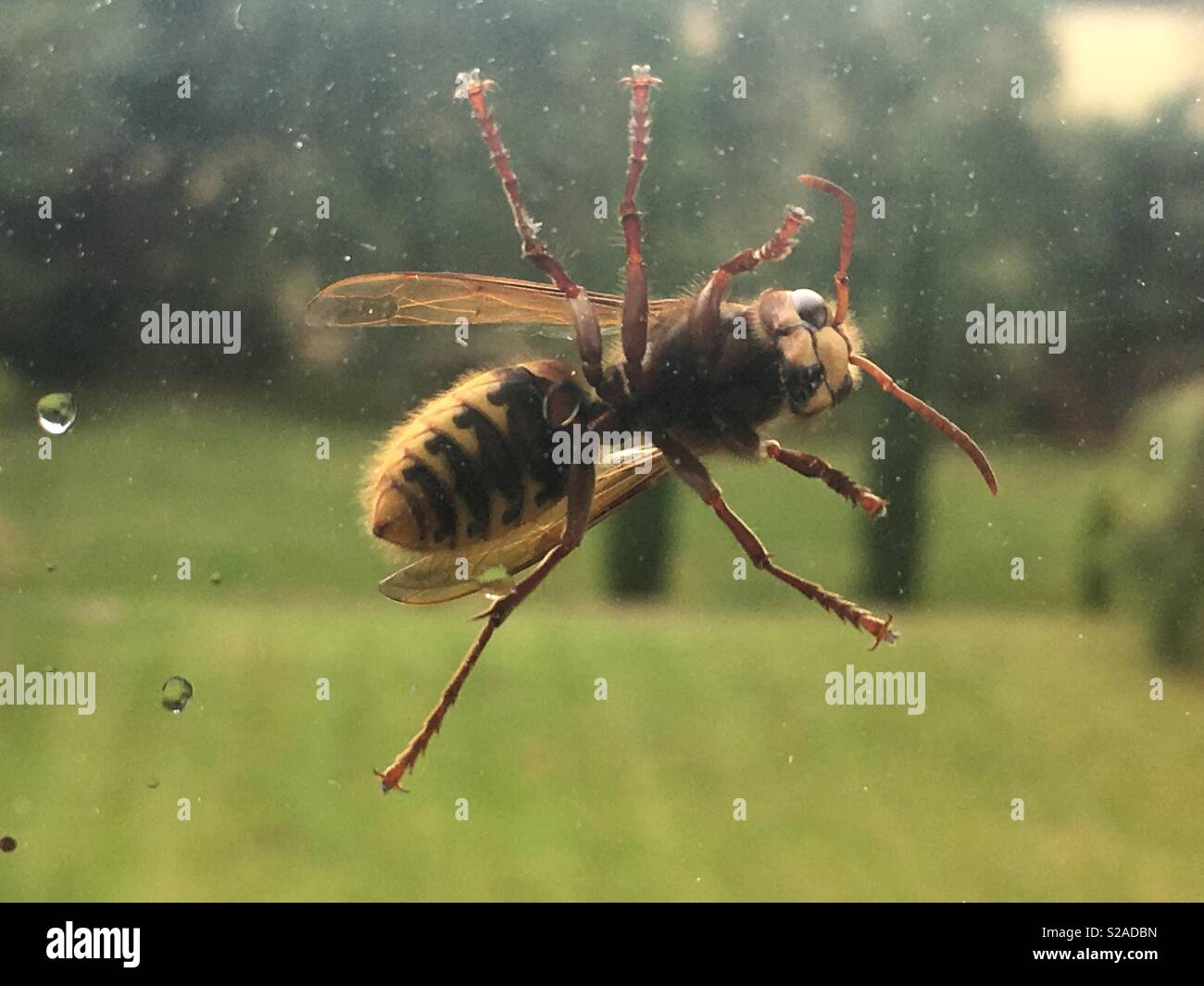 Hornet sting hi-res stock photography and images - Alamy