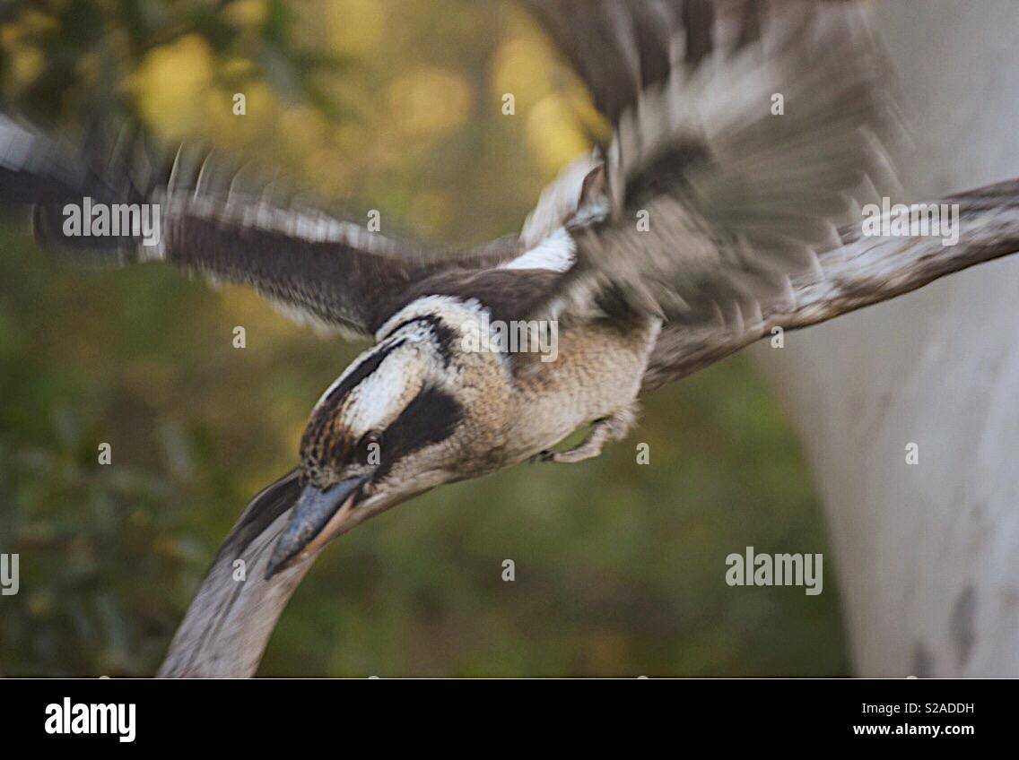 Kookaburra flying hi-res stock photography and images - Alamy