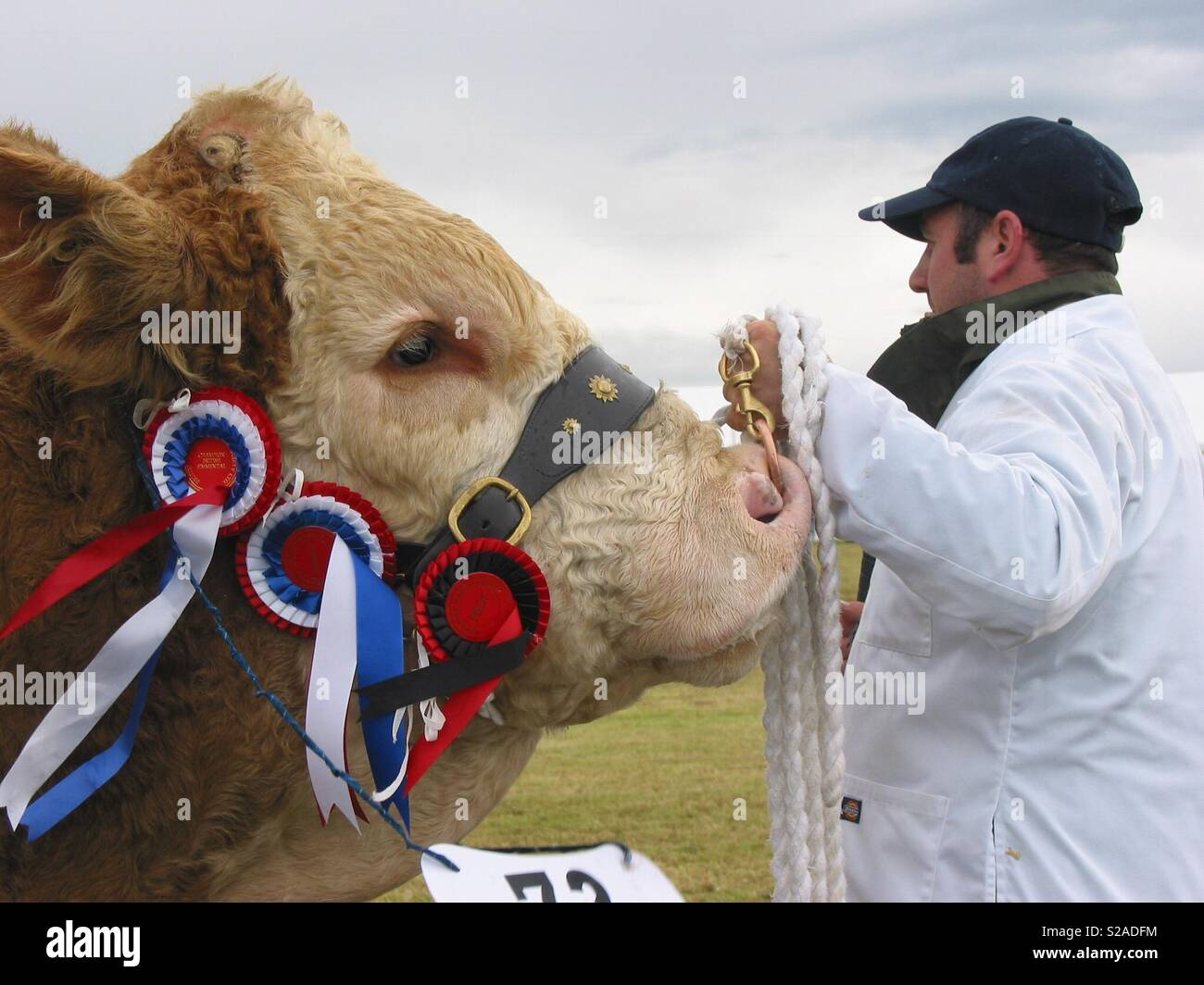 Prize bull hi-res stock photography and images - Alamy