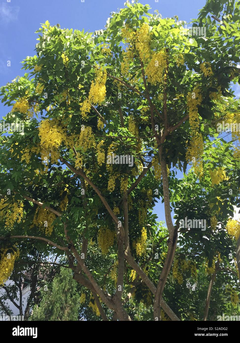 Gold and green tree hi-res stock photography and images - Alamy