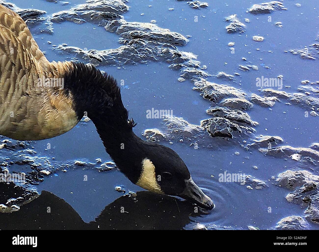 Photo of a goose drinking hi-res stock photography and images - Alamy