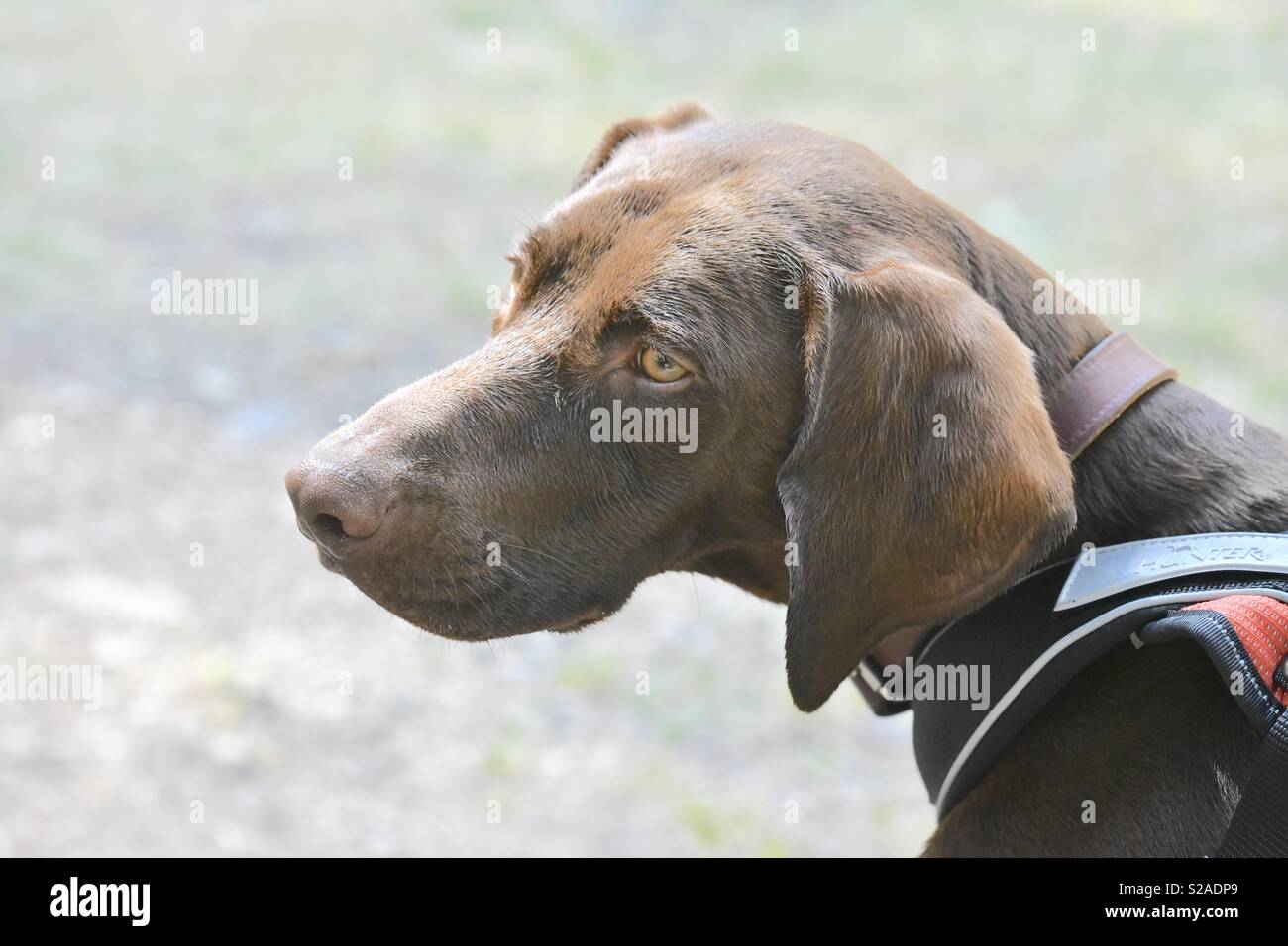 Female hunting dog hi-res stock photography and images - Alamy