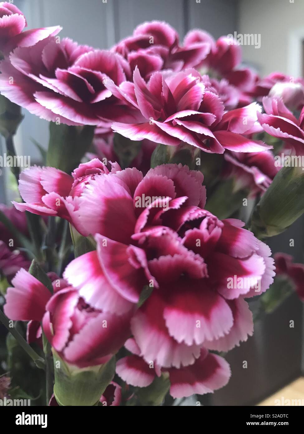 Gradient of flowers hi-res stock photography and images - Alamy