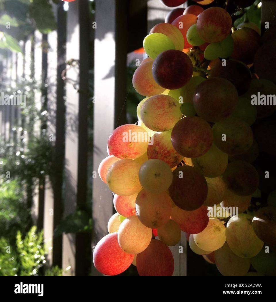 Grapes on a fence Stock Photo - Alamy