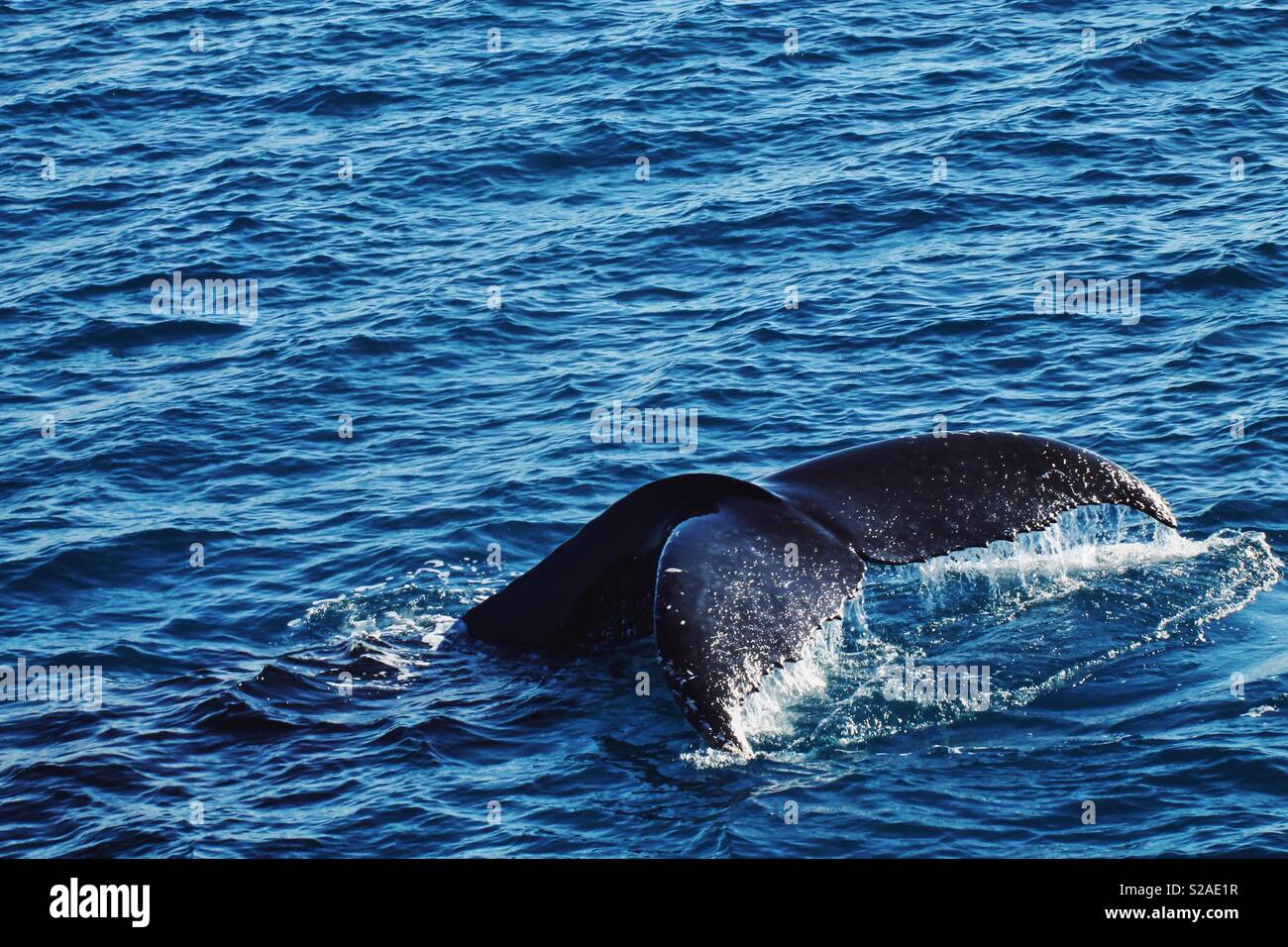 Queensland whale watching hi-res stock photography and images - Alamy