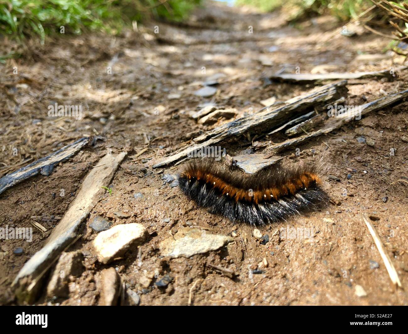 Caterpillar in the woods Stock Photo - Alamy