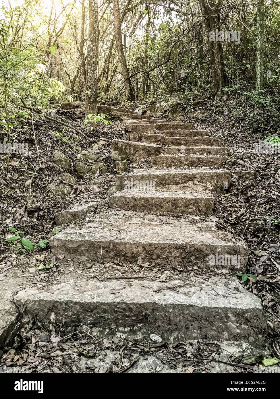 Stone stairs in forest hi-res stock photography and images - Alamy