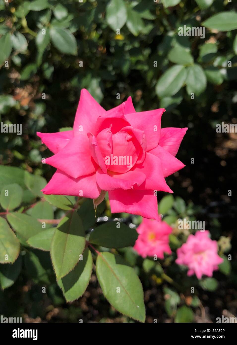 Dark pink rose hi-res stock photography and images - Alamy
