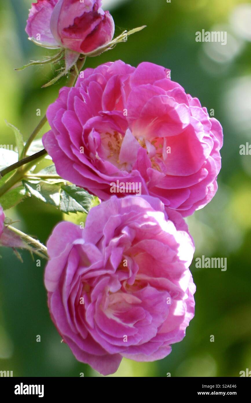Pink roses in the sunshine Stock Photo - Alamy