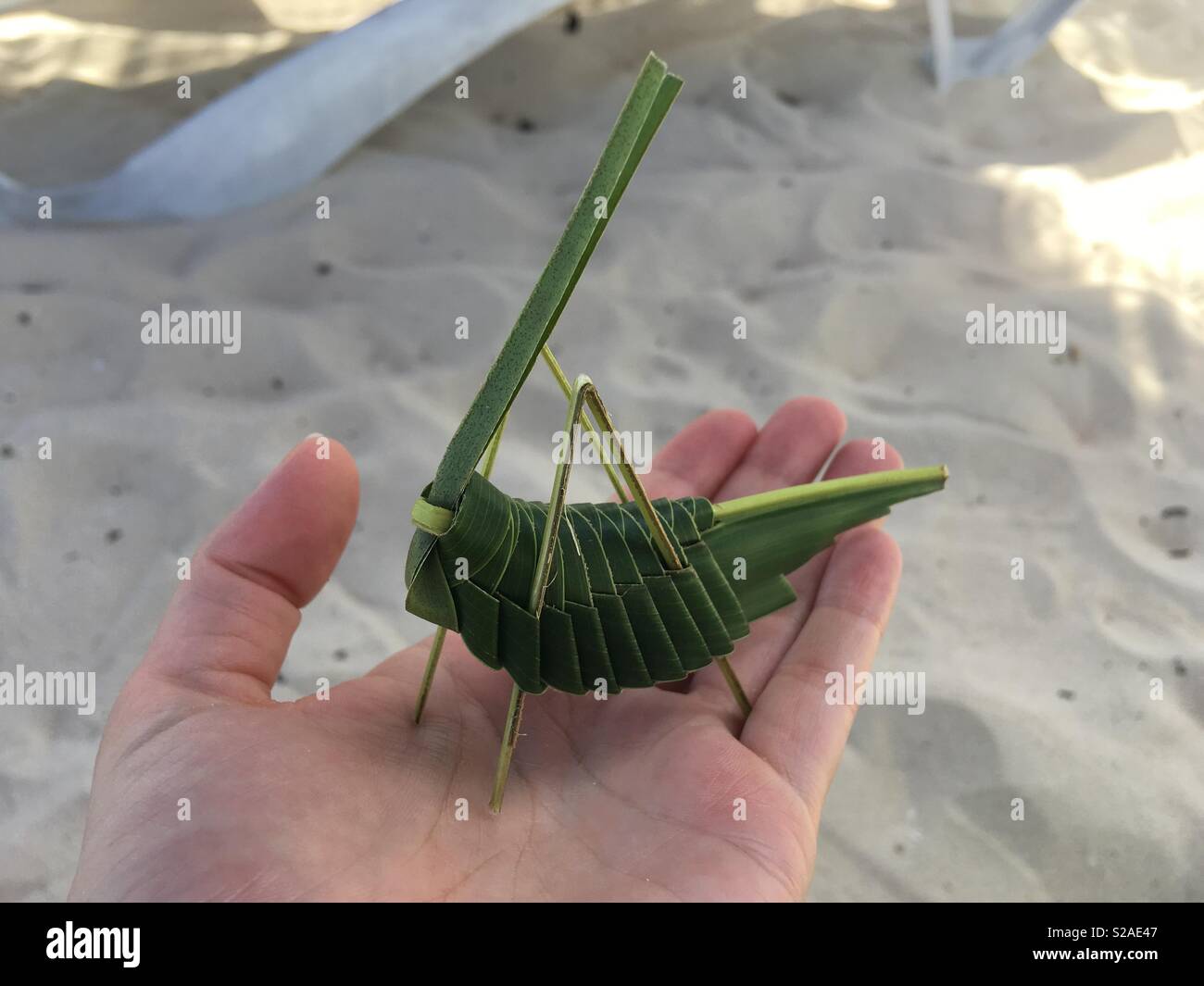 Sugar cane grass hopper, Cuba Stock Photo - Alamy