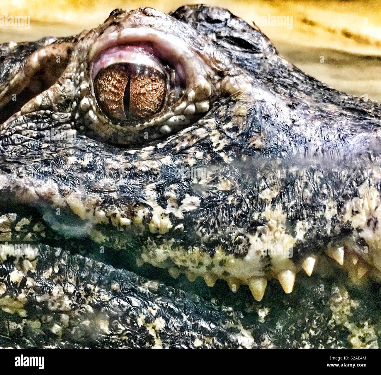 Eye of Couvier’s dwarf caiman Stock Photo - Alamy